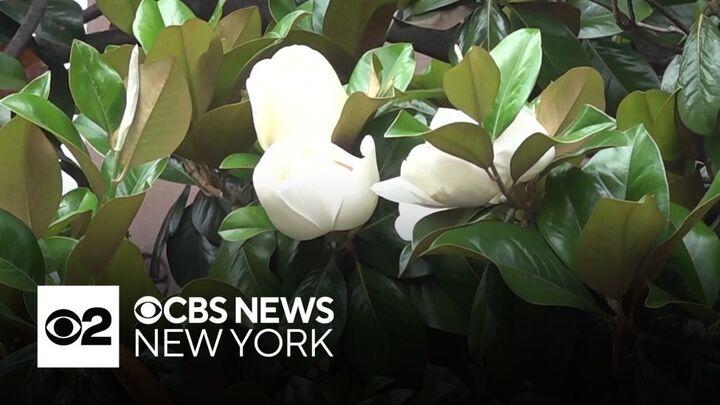 Historic tree and education center in Brooklyn cuts ribbon after ...