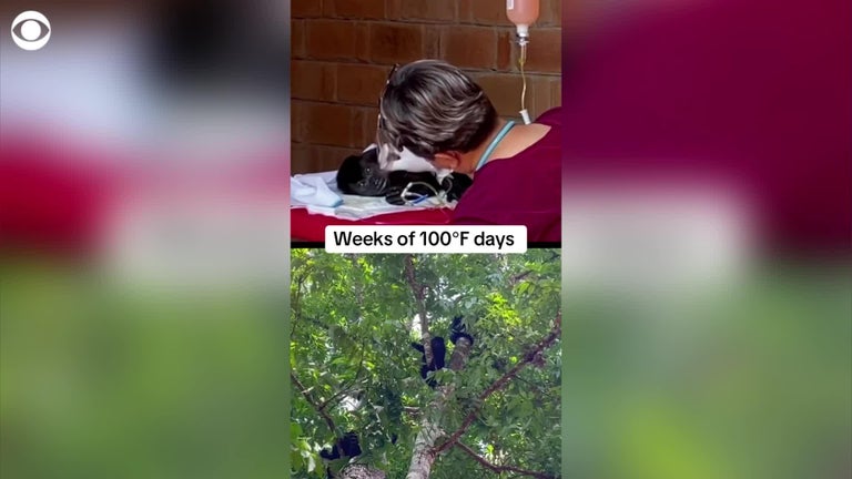 Rio de Janeiro records its hottest day in at least a decade — about 145 ...