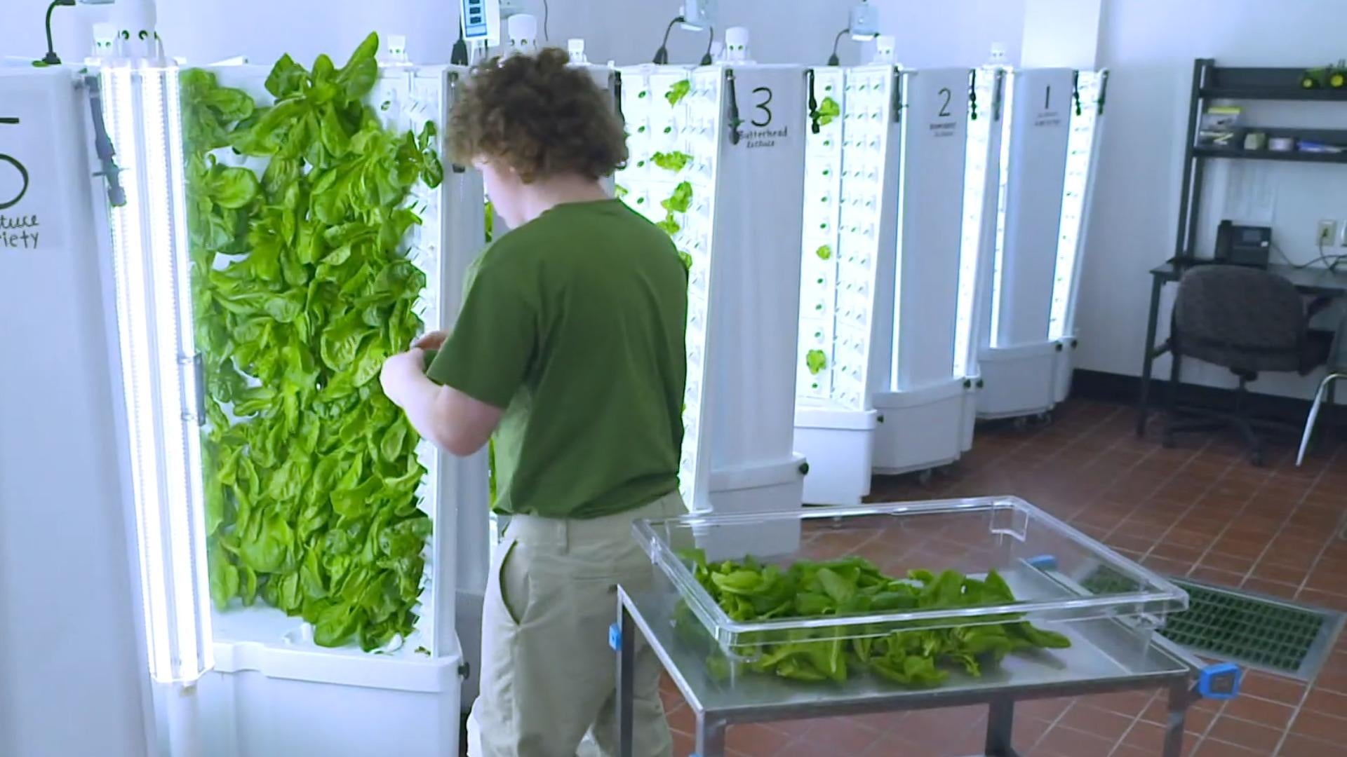 How hydroponic gardens in schools are bringing fresh produce to ...