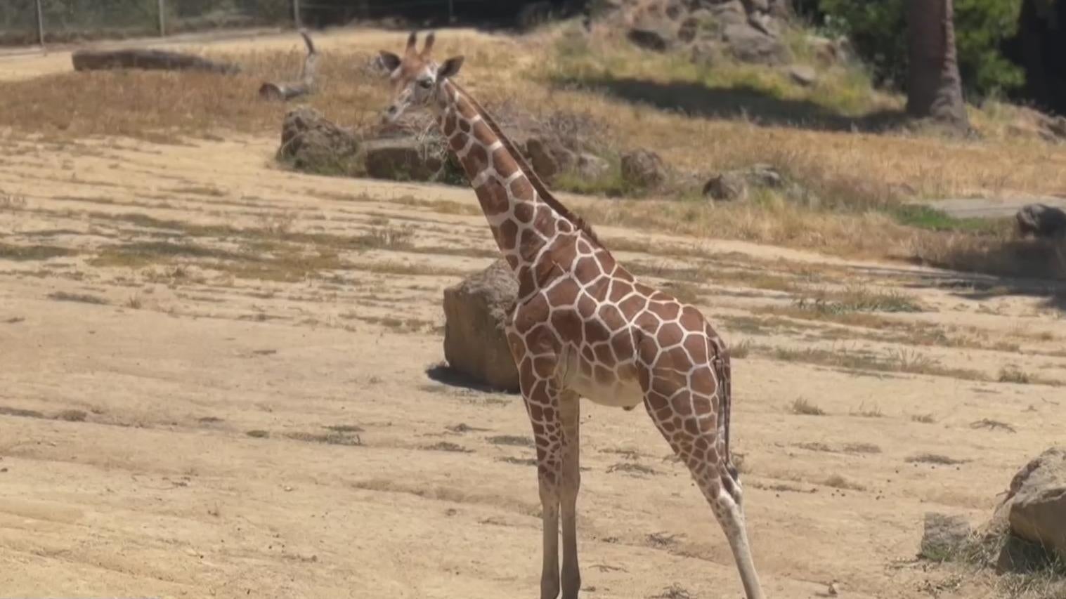 Meet Oakland Zoo's latest bundle of joy, a male giraffe named Nuru ...