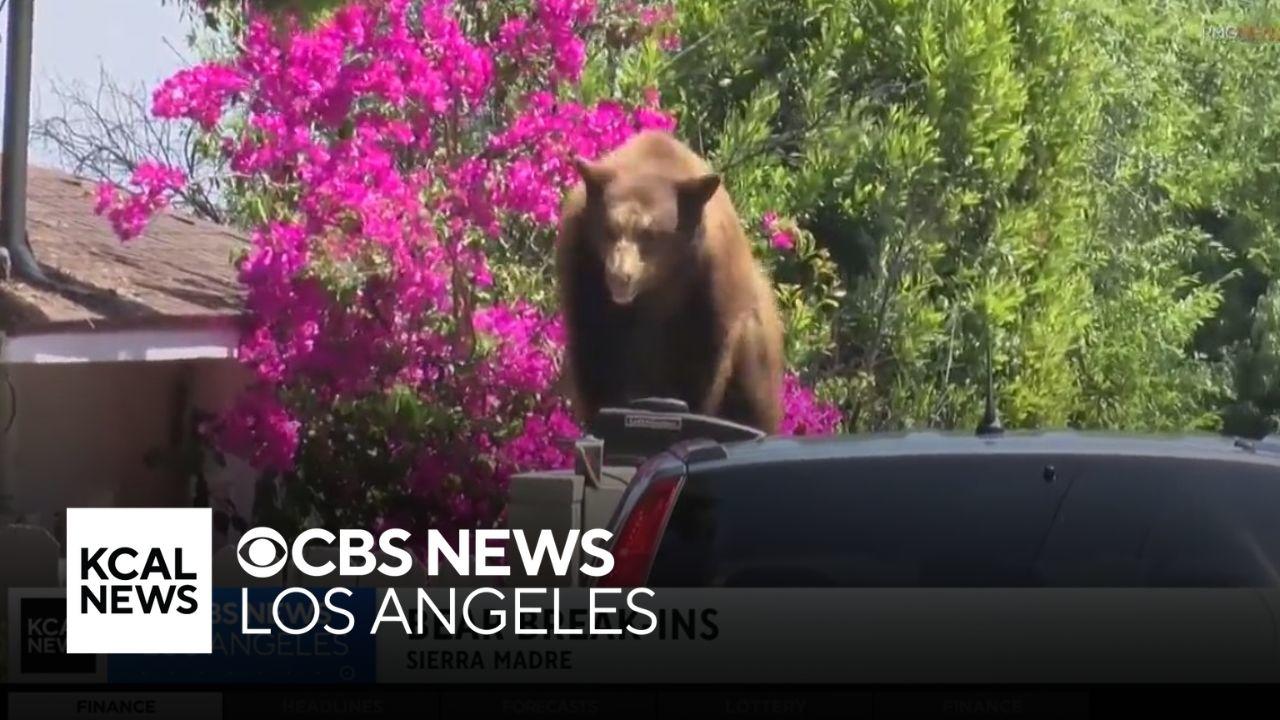 "It opened up my freezer!" Bear wanders into five Sierra Madre homes in ...