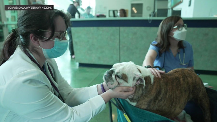 UC Davis updates guidelines on when to spay, neuter dogs. Here's what ...
