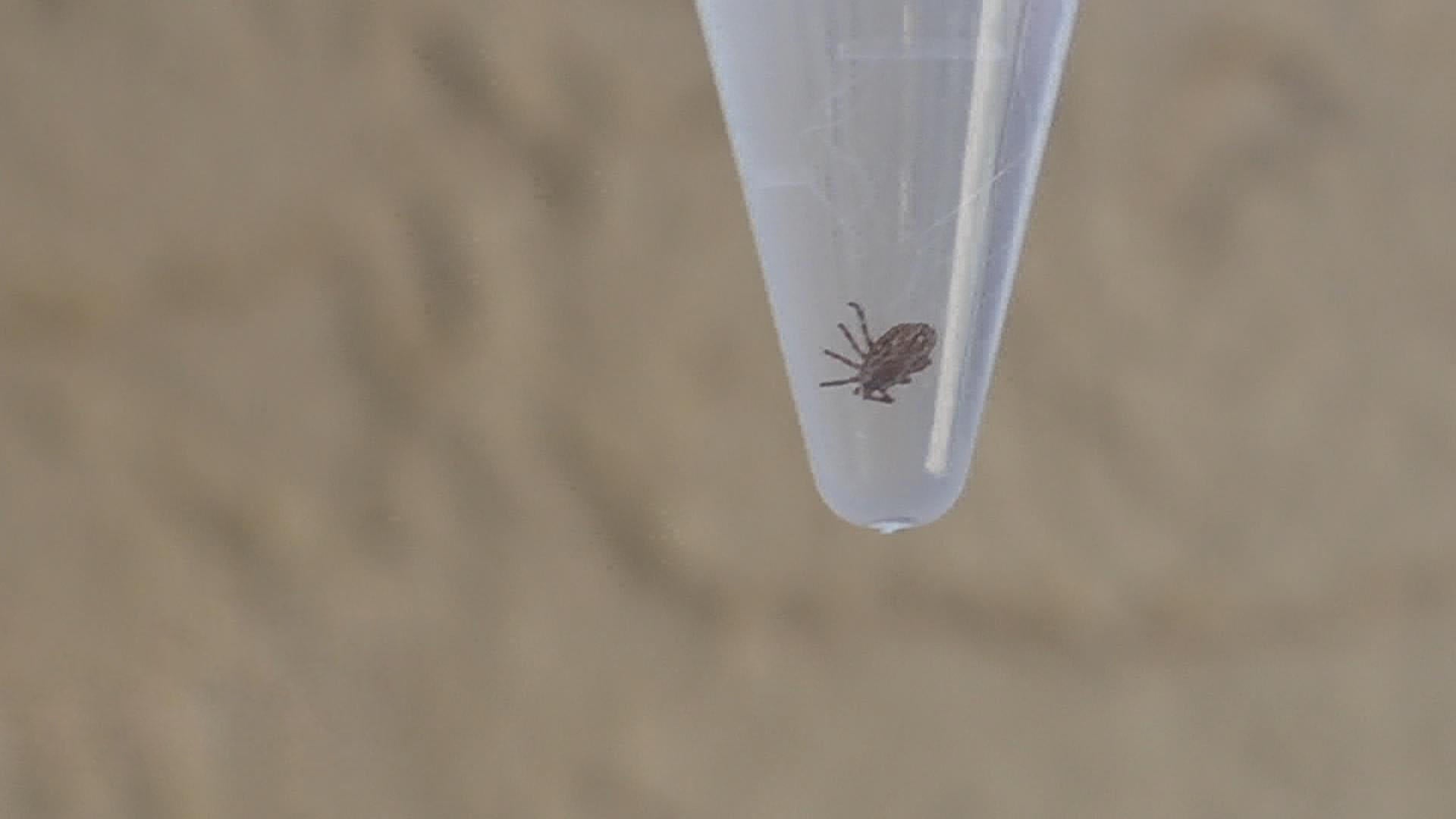 How hunters are helping researchers track the spread of tick-borne ...