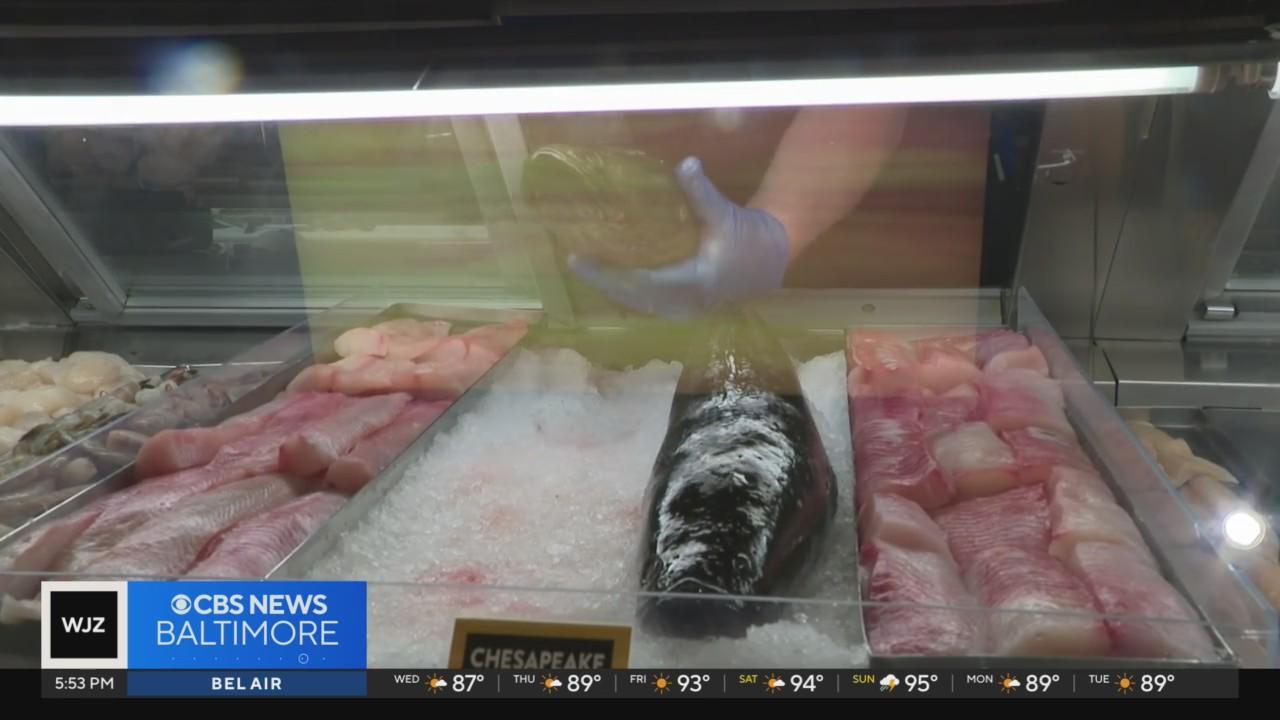 Invasive snakehead fish rebranded as "Chesapeake Channa" to sound more ...