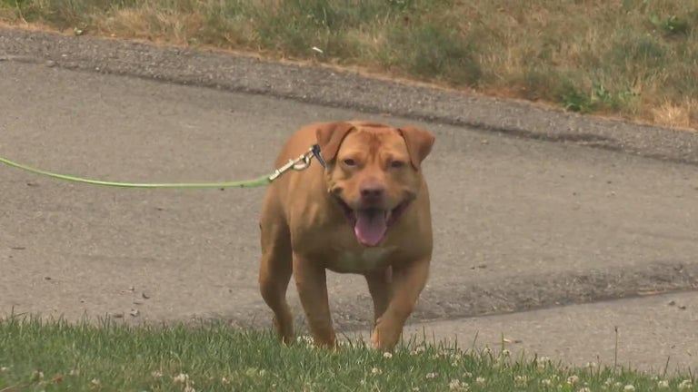 Here's how to keep your pets safe during Pittsburgh's heat wave - CBS ...