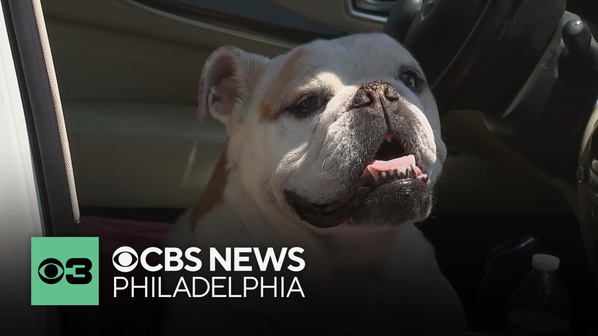 Warning signs to help protect your pets during excessive heat wave ...