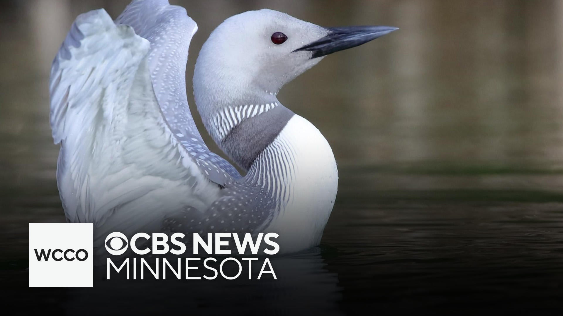 Photographer captures rare white loon in Canada - CBS Minnesota