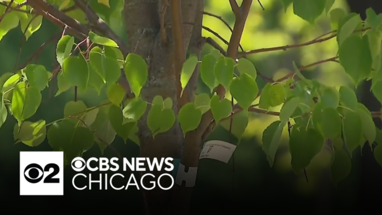 Our Roots Chicago is planting thousands of trees in city's communities ...
