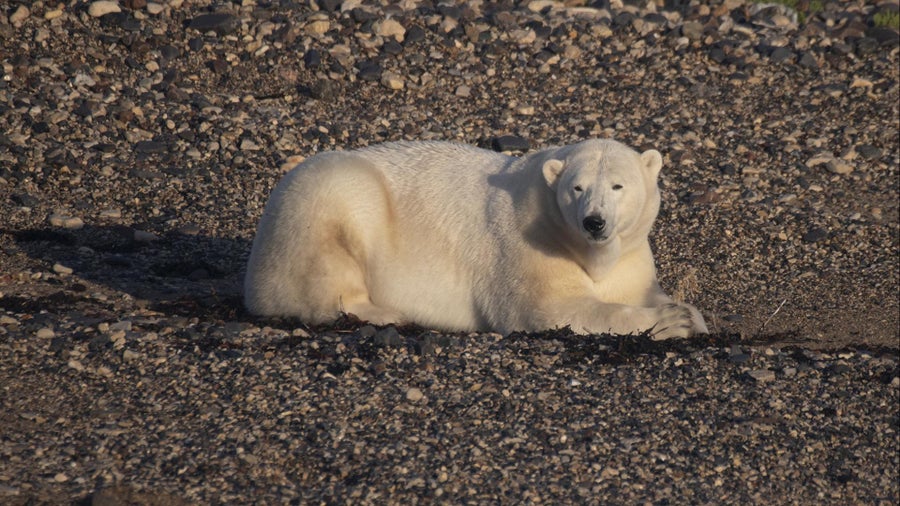 Man severely injured protecting wife from polar bear attack - CBS News