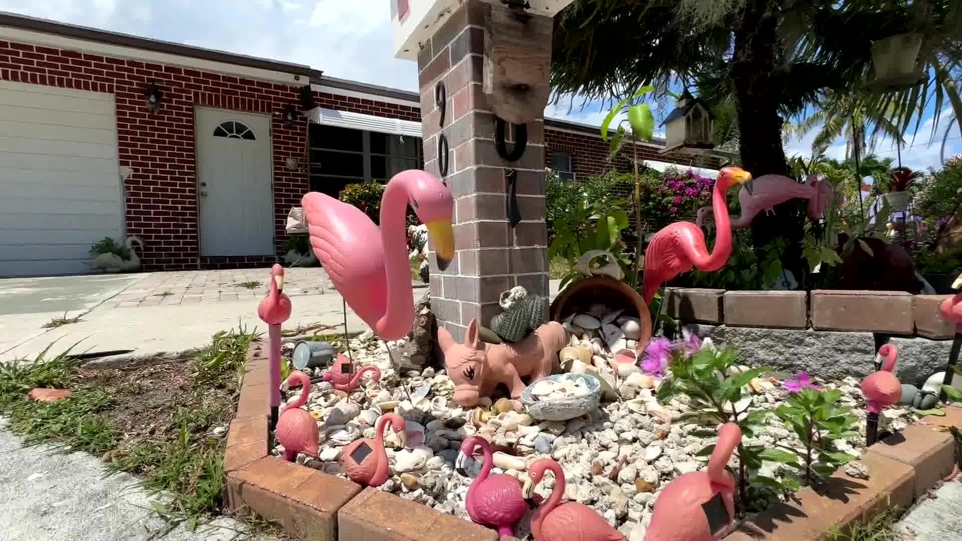 Seeing pink, more wild flamingos being spotted in Florida - CBS Miami