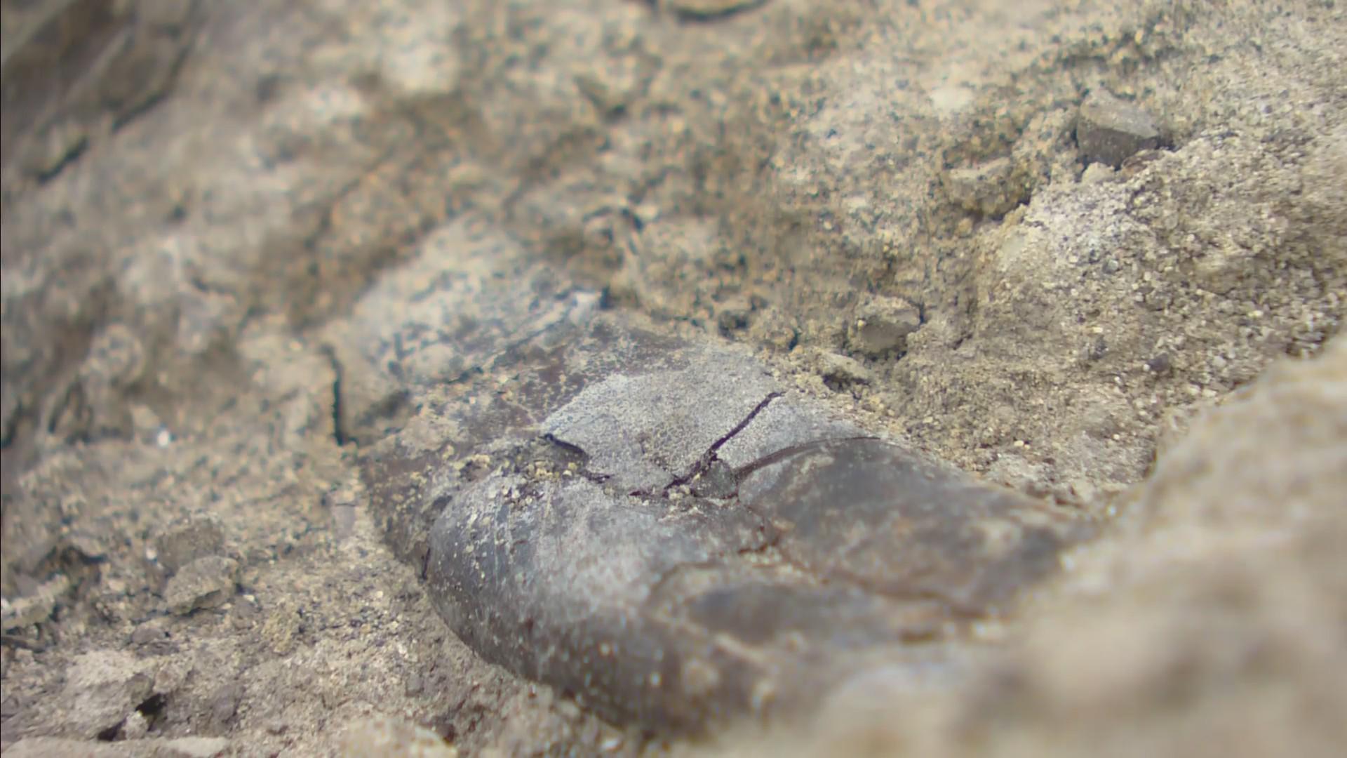 Rare "Teen Rex" fossil unveiled at Denver Museum of Nature and Science ...
