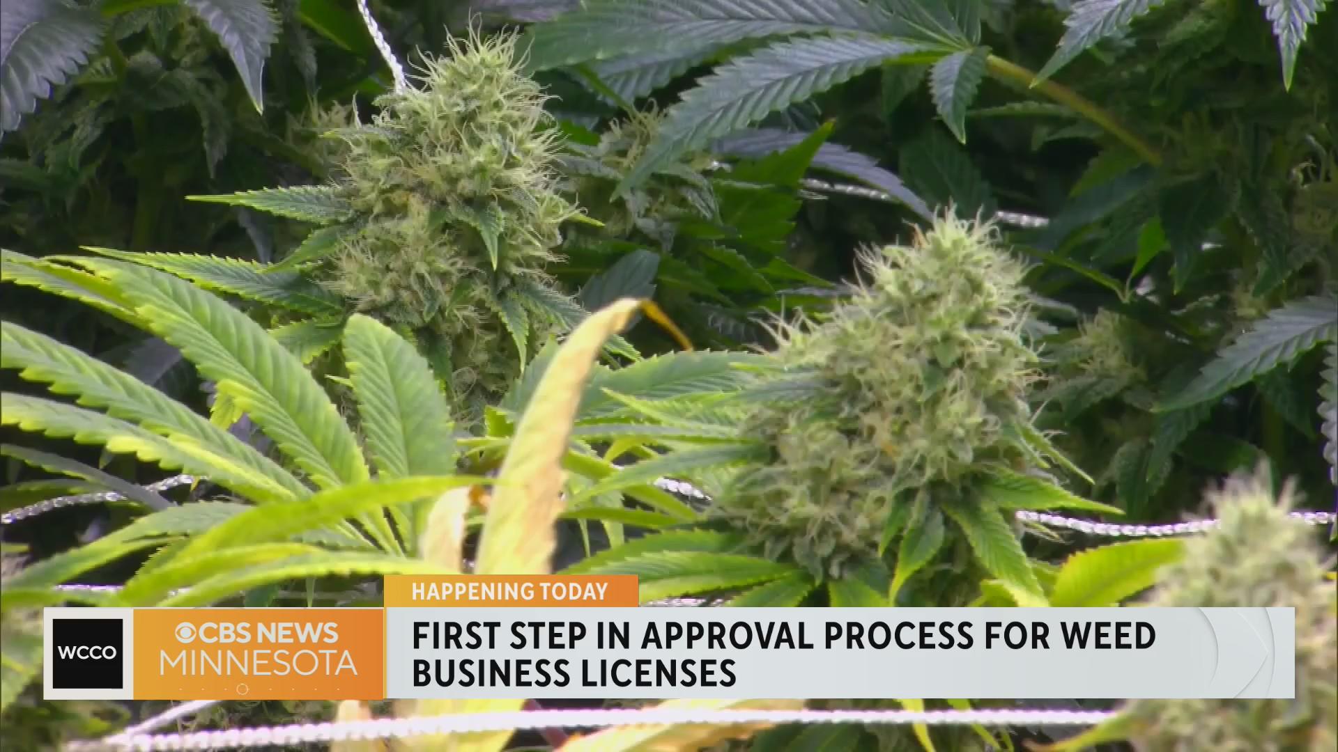 Initial step to secure first cannabis business licenses in Minnesota ...