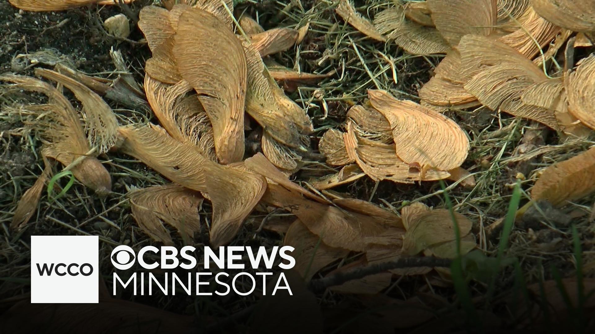 Why are some maple trees not dropping seeds? - CBS Minnesota