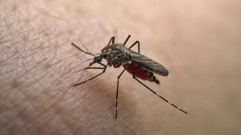 Maps show dengue fever risk areas as CDC warns of global case surge ...