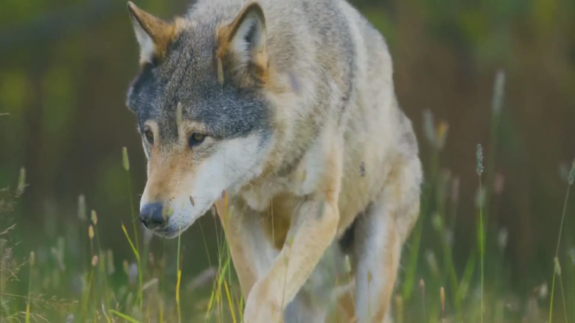 Colorado wolf tracker map shows new exploration in areas of Summit ...