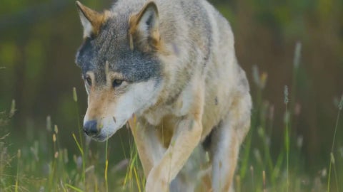 Colorado wolf tracker map shows new exploration in areas of Summit ...