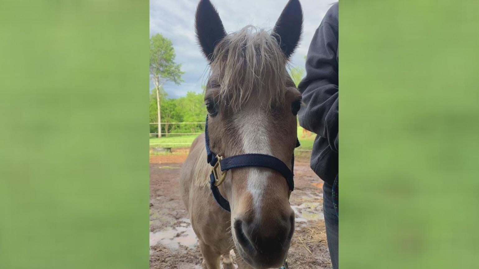 Pittsburgh-area family's beloved mini horse dies after tornado hits ...