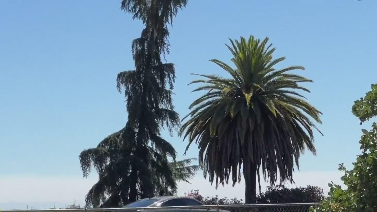 Say goodbye to the palm and the pine, hello to new California landmark ...