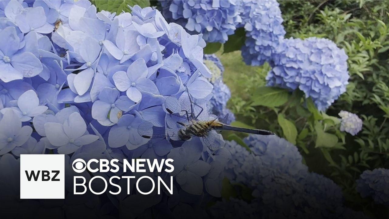 It's been an outstanding year for hydrangeas in Massachusetts. Here's ...