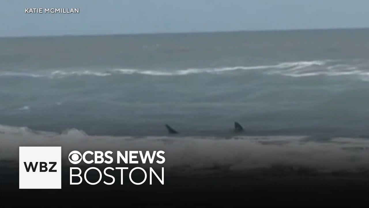 Cape Cod beach-goers say they're not worried about sharks - CBS Boston