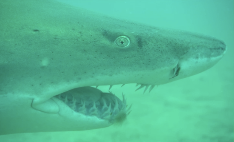 These cannibal baby sharks eat their siblings in the womb – and ...