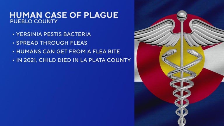Human case of the plague appears in Colorado. What to know about ...