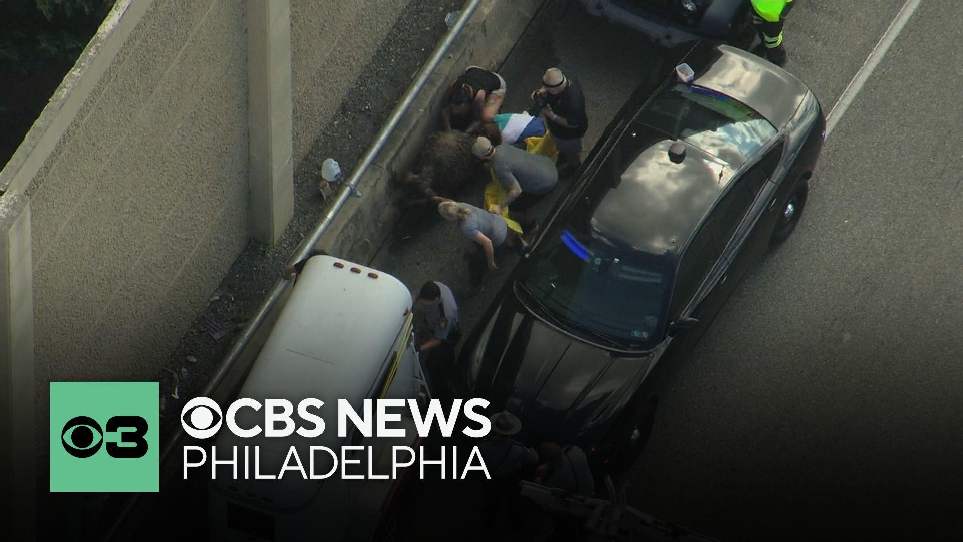 Runaway pig captured after escaping onto Schuylkill Expressway near ...