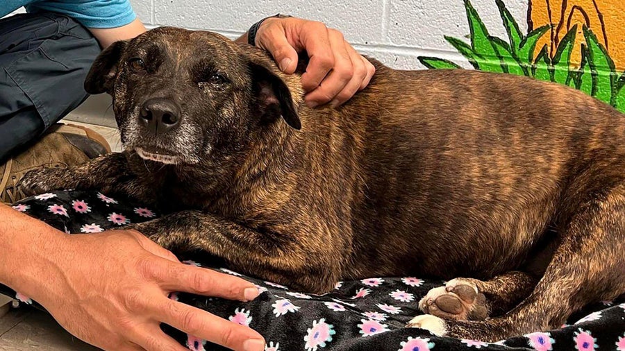 "Miracle" dog found alive over 40 feet down in Virginia cave, lured out ...