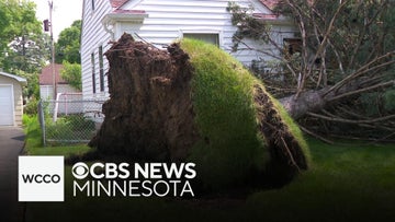 Photos show downed Twin Cities trees after overnight storms, large hail ...