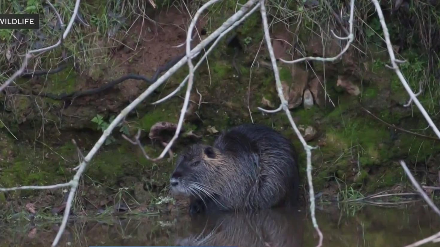 Invasive swamp rat poses big threat to wildlife in California's Central ...