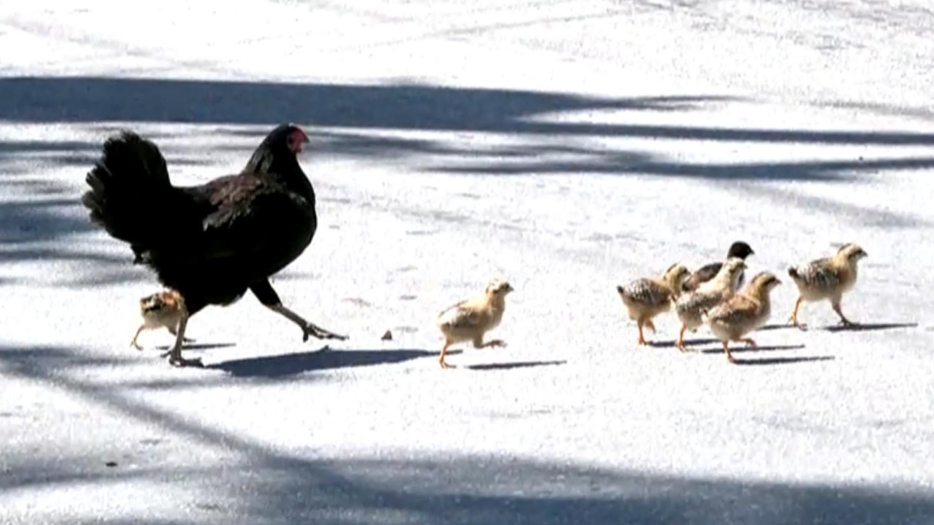 How feral chickens rule the roost in Key West - CBS News
