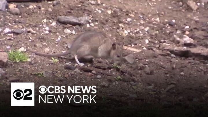 Rat-mitigation ambassadors wanted in New York City. Here's how you can ...