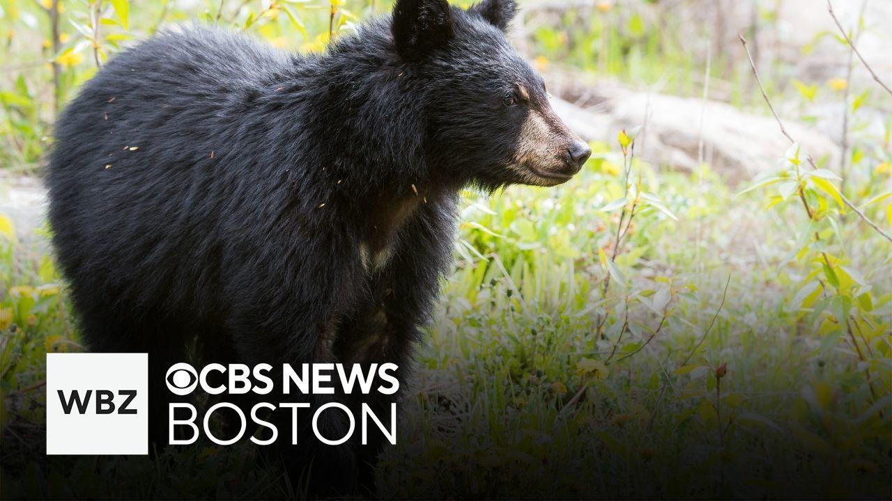 Hungry bears are "following campers" in New Hampshire's White Mountains ...