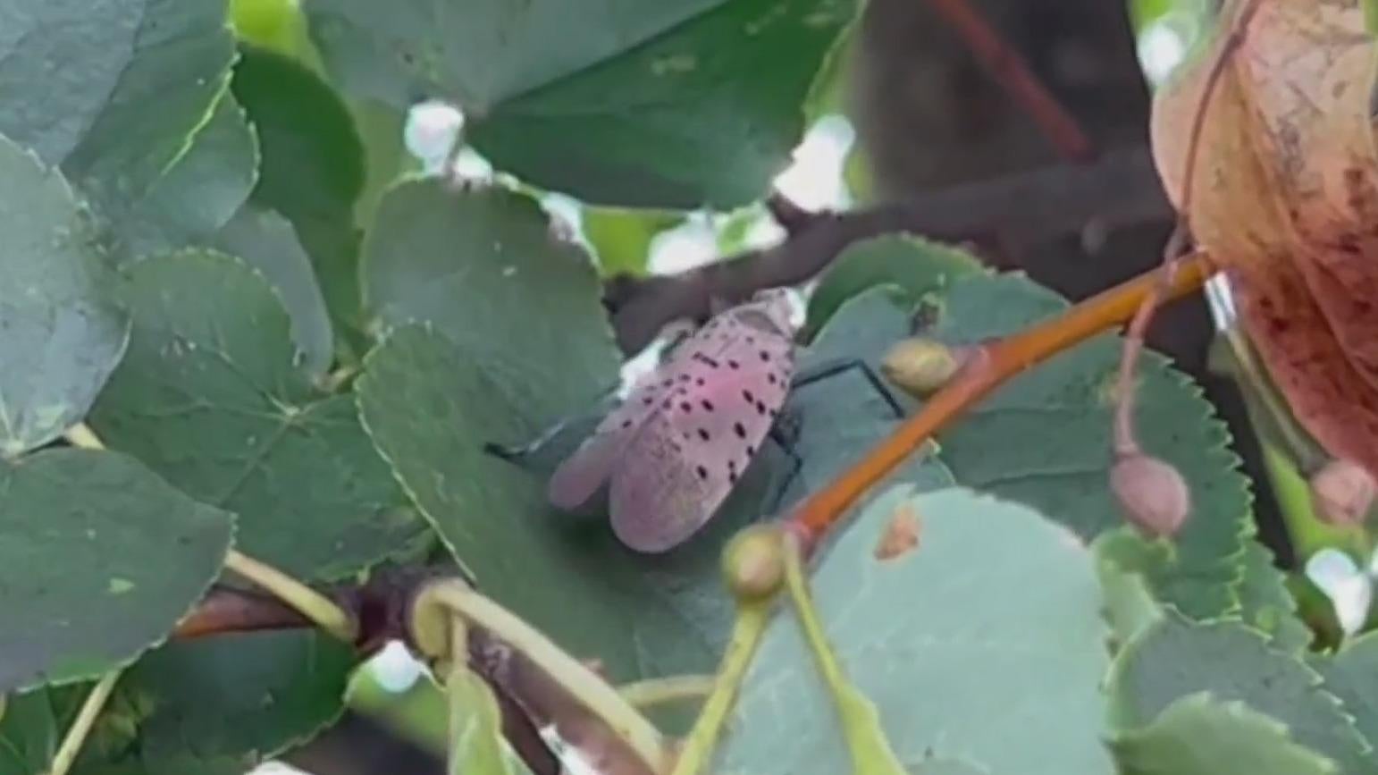 The spotted lanternflies are back in Pittsburgh. How bad will they be ...