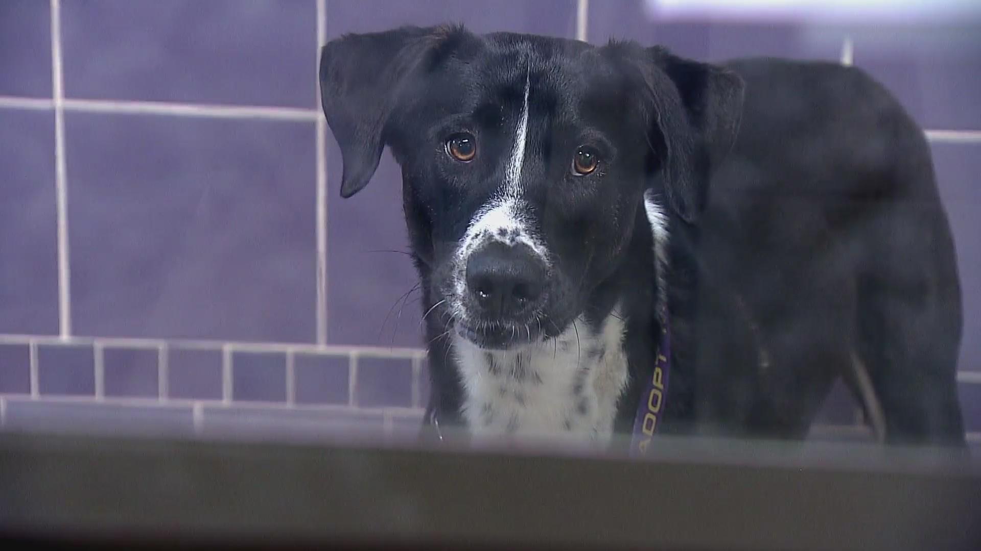 Euthanasia at area animal shelters is up by double digits as thousands ...