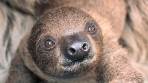 Meet "Sloan" the Denver Zoo's newest Linne's two-toed sloth pup - CBS ...