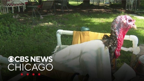 Simon, a wheelchair-bound turkey in Chicago, needs a prosthetic leg ...