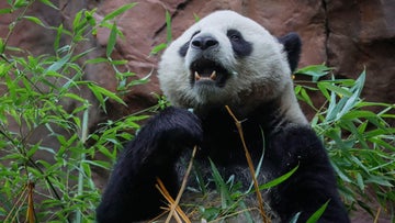 19-year-old giant panda gives birth to twins, becoming the oldest known ...