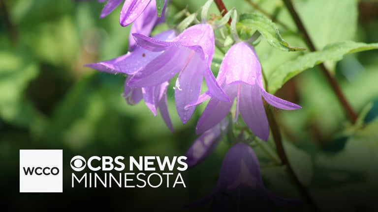 What is the creeping bellflower? And why is it so hard to get rid of ...