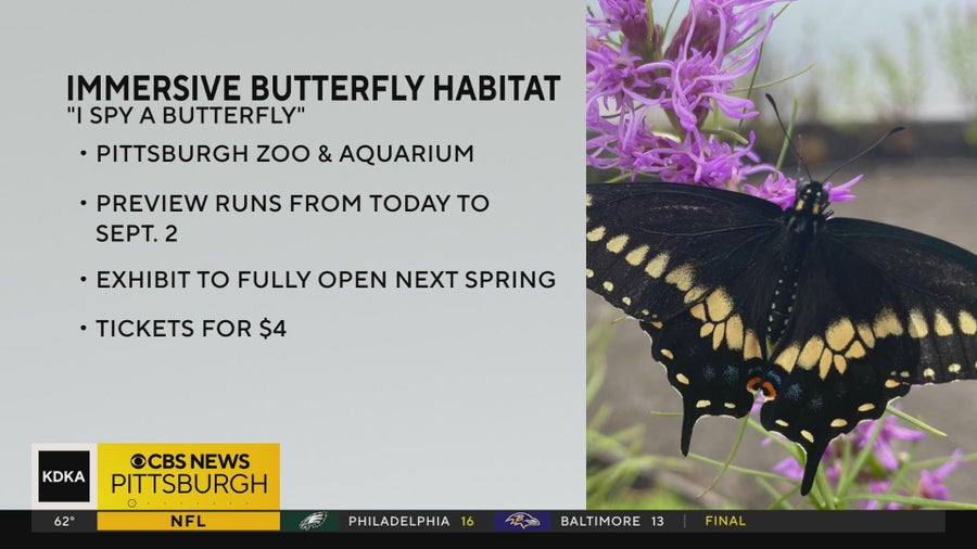 Pittsburgh Zoo opens preview of new immersive butterfly habitat "I Spy ...