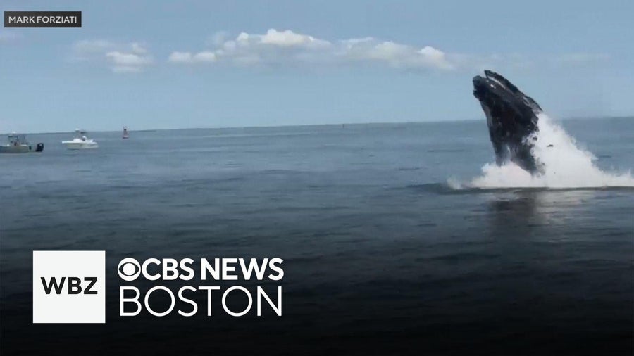 Young humpback whale in Boston Harbor could cause ferry delays, MBTA ...