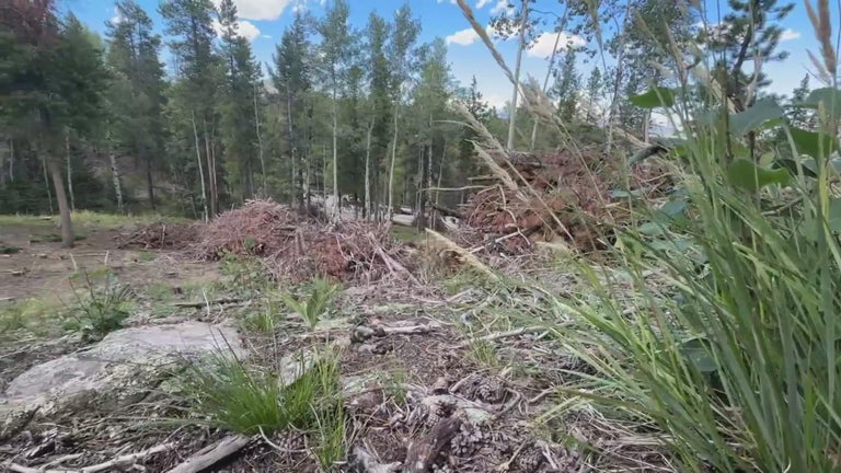 Thousands of burn piles wait in Colorado's forests: "We're going to ...