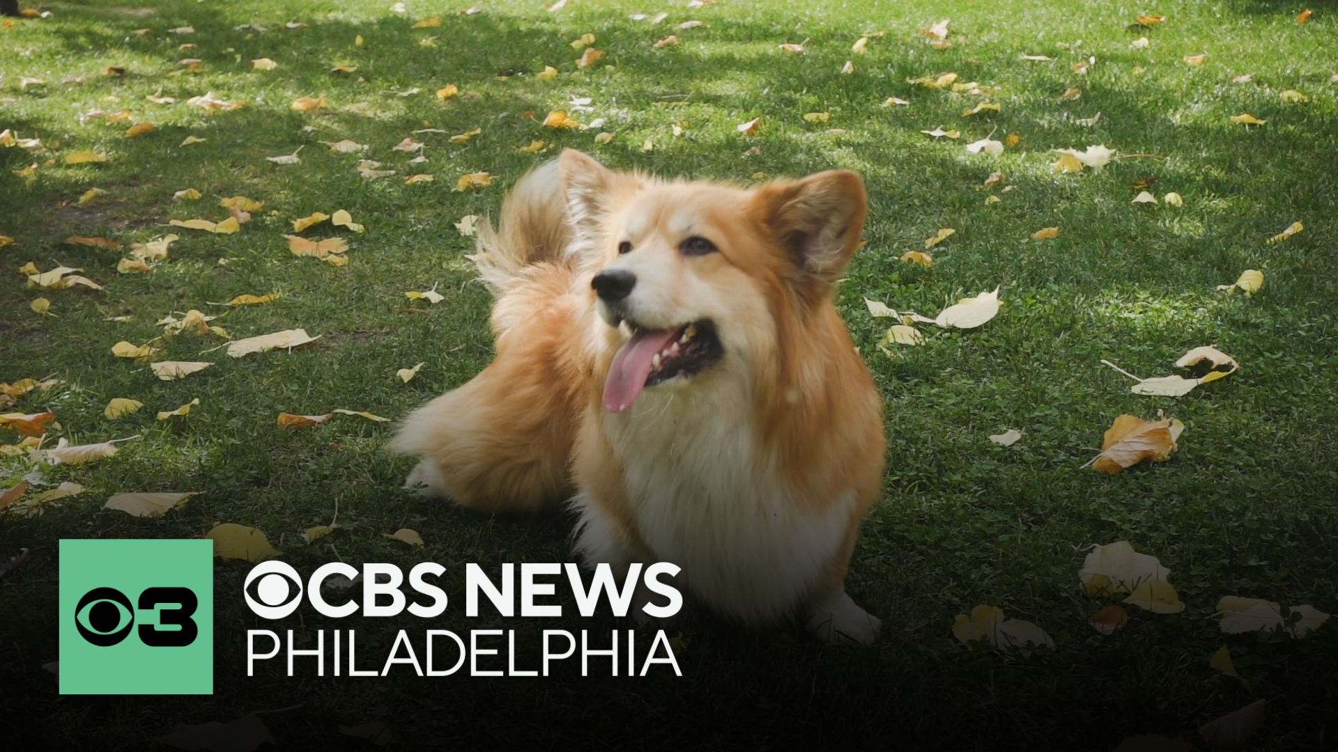 Why your dog keeps jumping on you, and how to stop the behavior | Pet Project - CBS Philadelphia