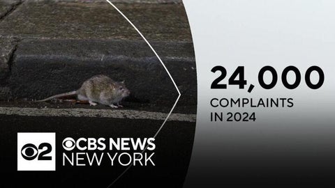 Rodent complaints continue to plague New York City. Here's what else ...