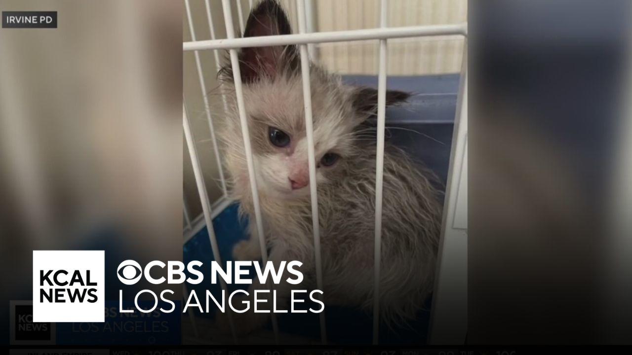 50 mistreated cats found in Irvine home rescued, to be placed for ...