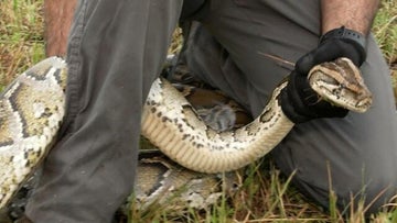 Florida Python Challenge winner removes 20 Burmese pythons to earn ...