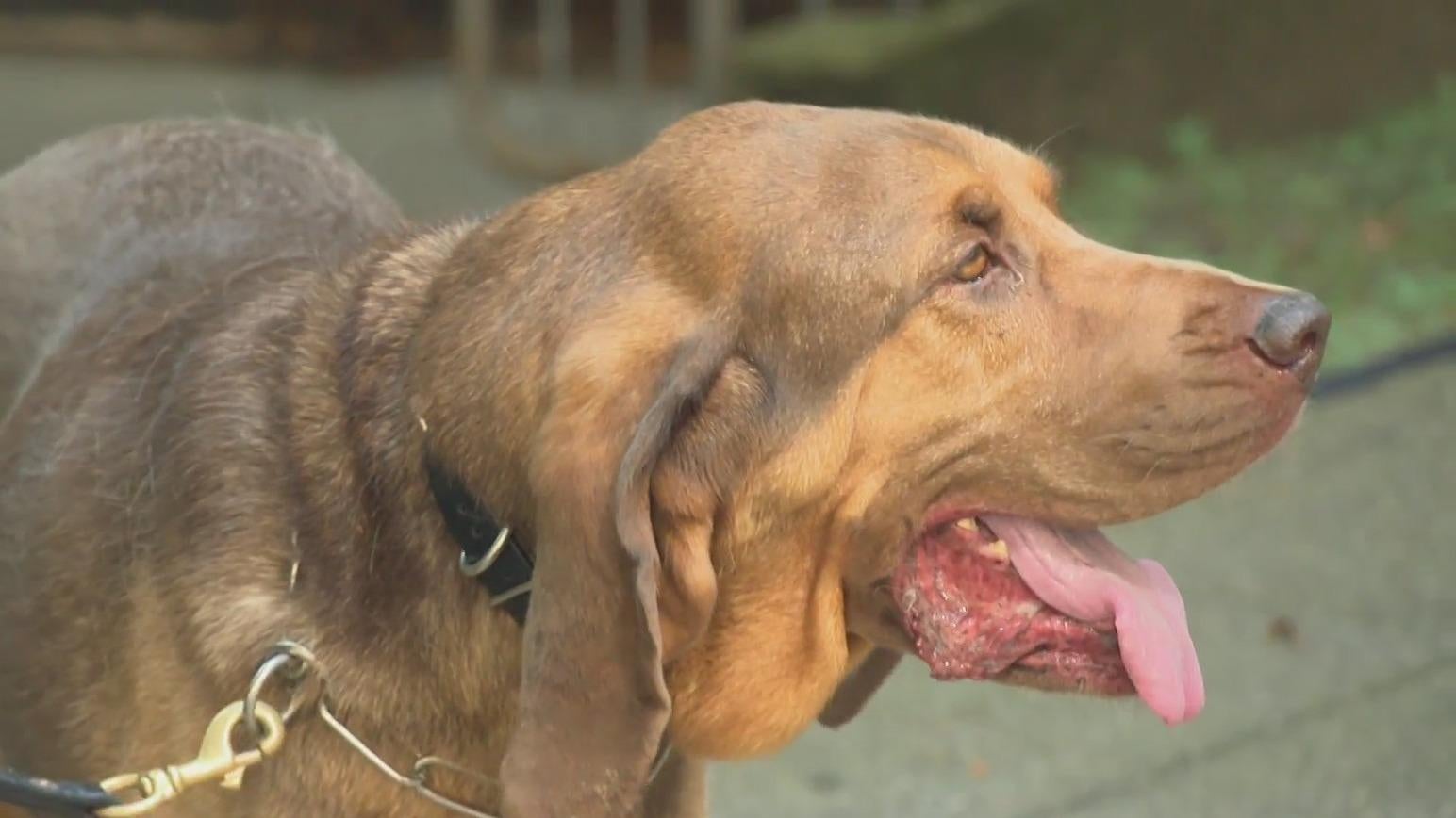 Allegheny County Sheriff's Office K-9 Ranger returns to work after ...