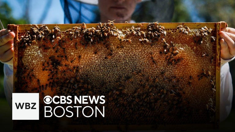 Are bees still suffering from Colony Collapse Disorder? - CBS Boston