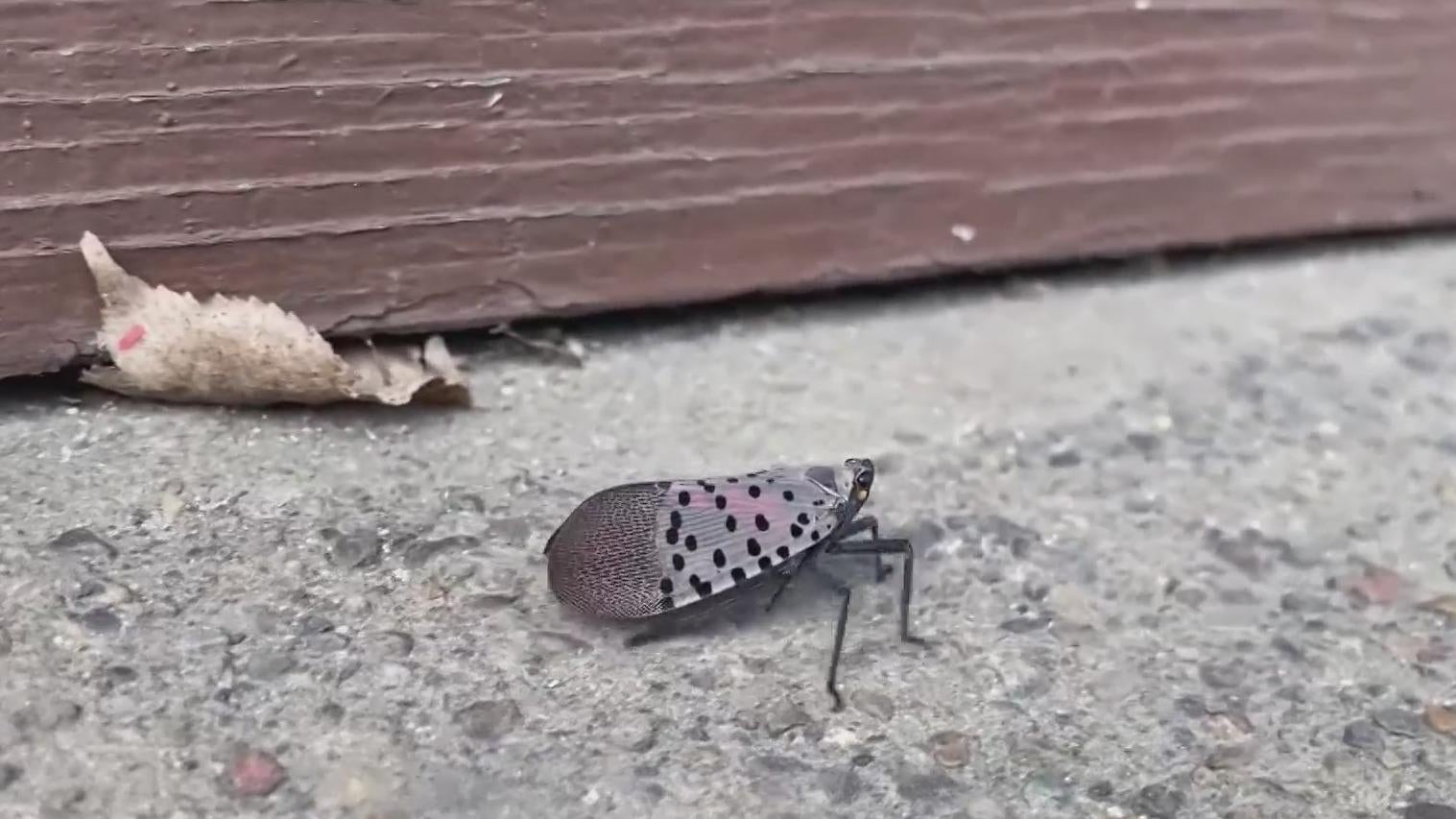 Spotted lanternflies can leave behind fecal matter. Here's how to clean ...