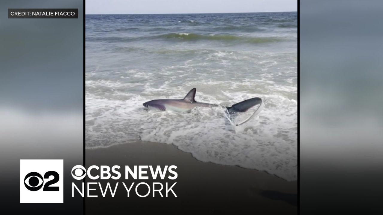 Video shows crowd pushing shark in distress back into water at Rockaway ...